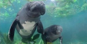 Le vere sirene - Marevivo