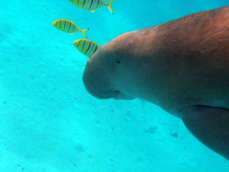 Le vere sirene - Marevivo