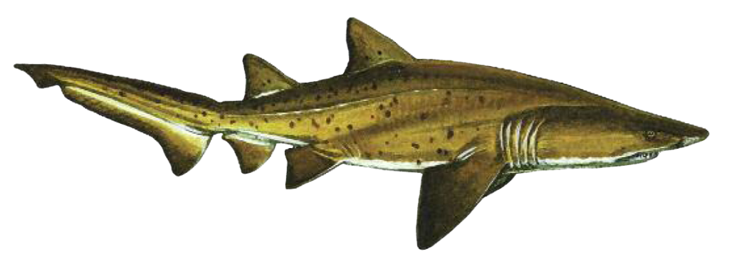 Gli squali - Marevivo