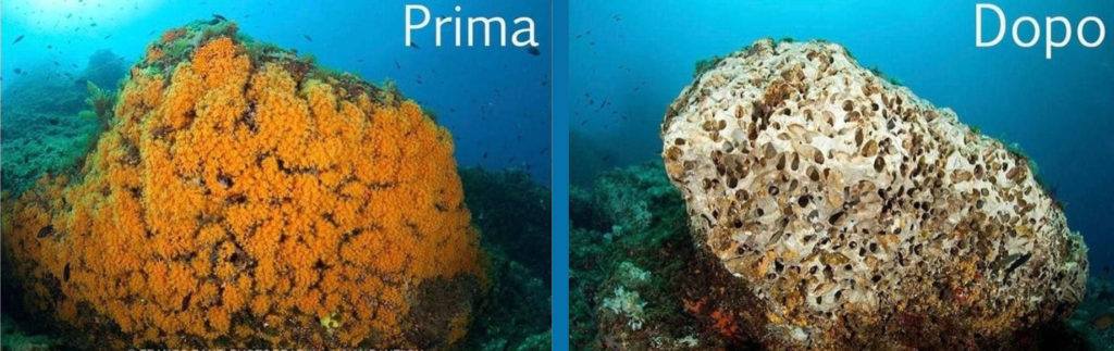 Datteri di Mare - Marevivo